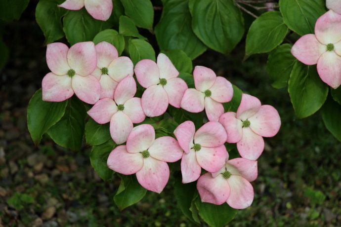 Tangled Garden, Nova Scotia - Food Wine Travel