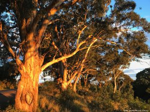 What makes the Bunya Mountains so special?