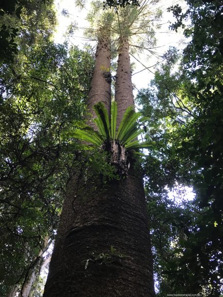 What makes the Bunya Mountains so special?