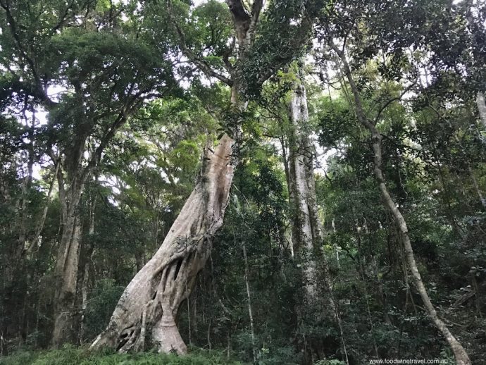 What makes the Bunya Mountains so special?