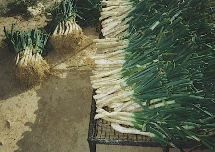 Celebrating The Harvest Of Calcots In Catalonia